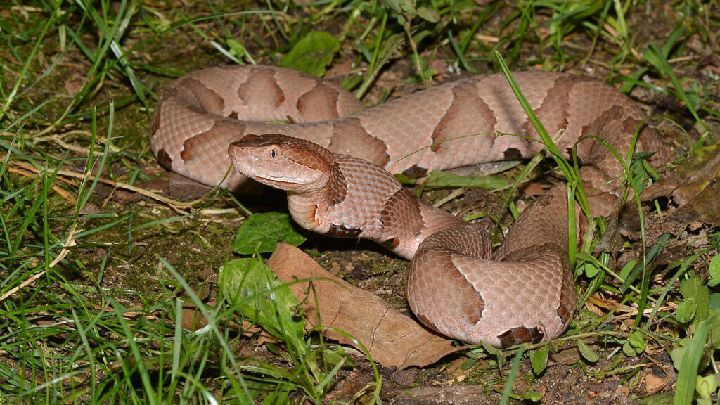 15 surprising facts about copperheads - The Avid Outdoorsman