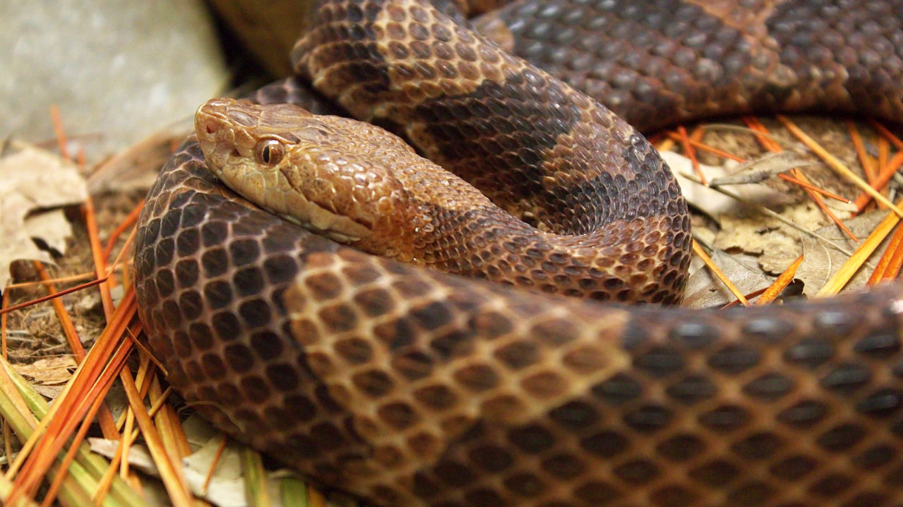 15 surprising facts about copperheads - The Avid Outdoorsman