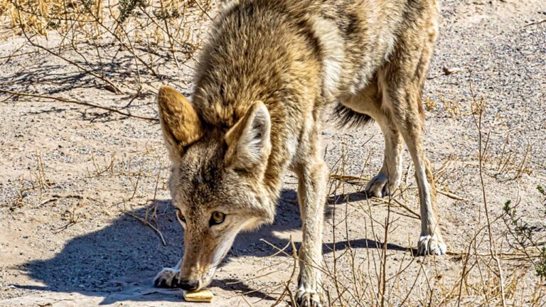 15 surprising facts about coyotes - The Avid Outdoorsman