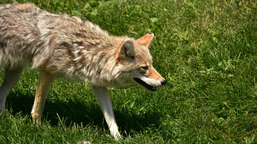 15 surprising facts about coyotes - The Avid Outdoorsman