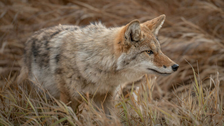 15 surprising facts about coyotes - The Avid Outdoorsman