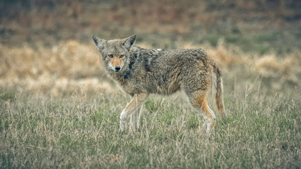 15 surprising facts about coyotes - The Avid Outdoorsman
