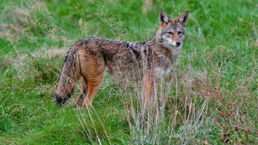 15 surprising facts about coyotes - The Avid Outdoorsman