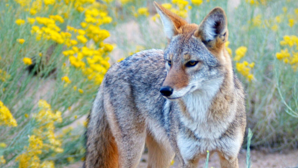 15 surprising facts about coyotes - The Avid Outdoorsman