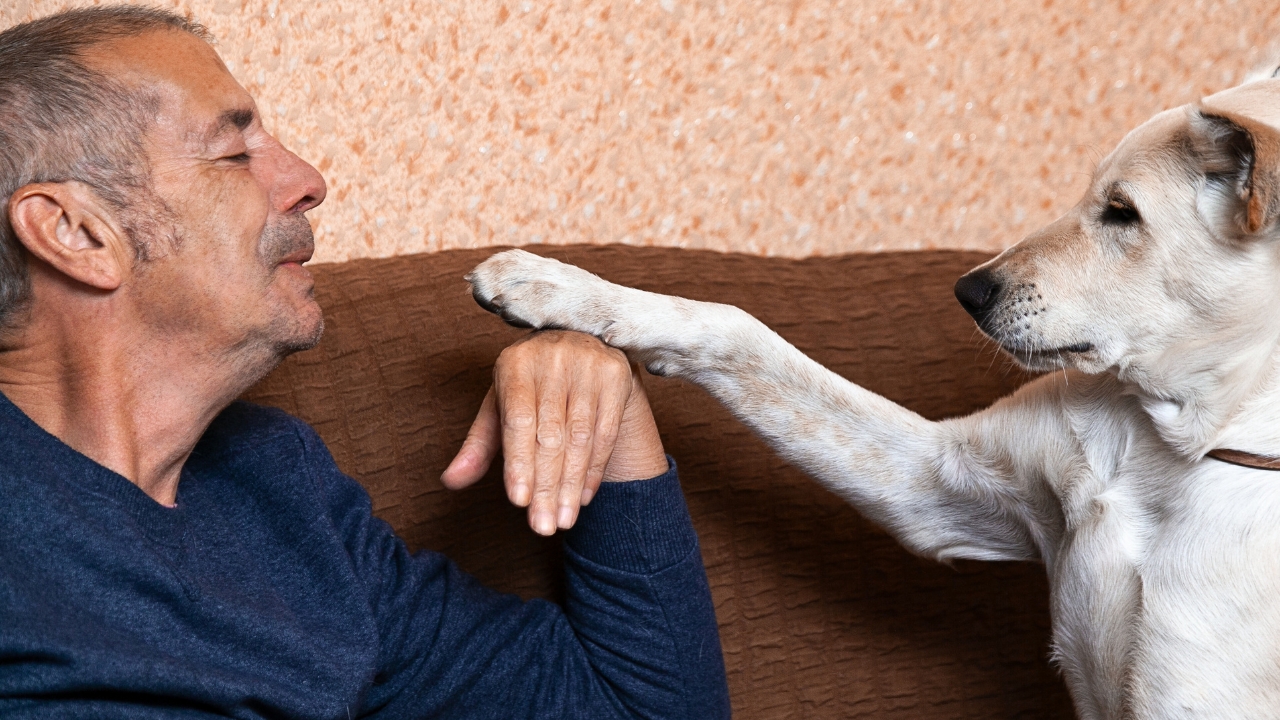 Why dogs put their paws on you and what they may be trying to tell you ...