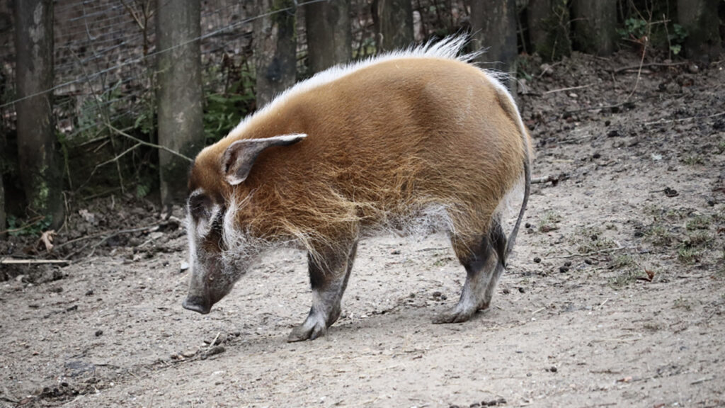 15 U.S. states where feral hog damage is starting to hit suburbs - The ...