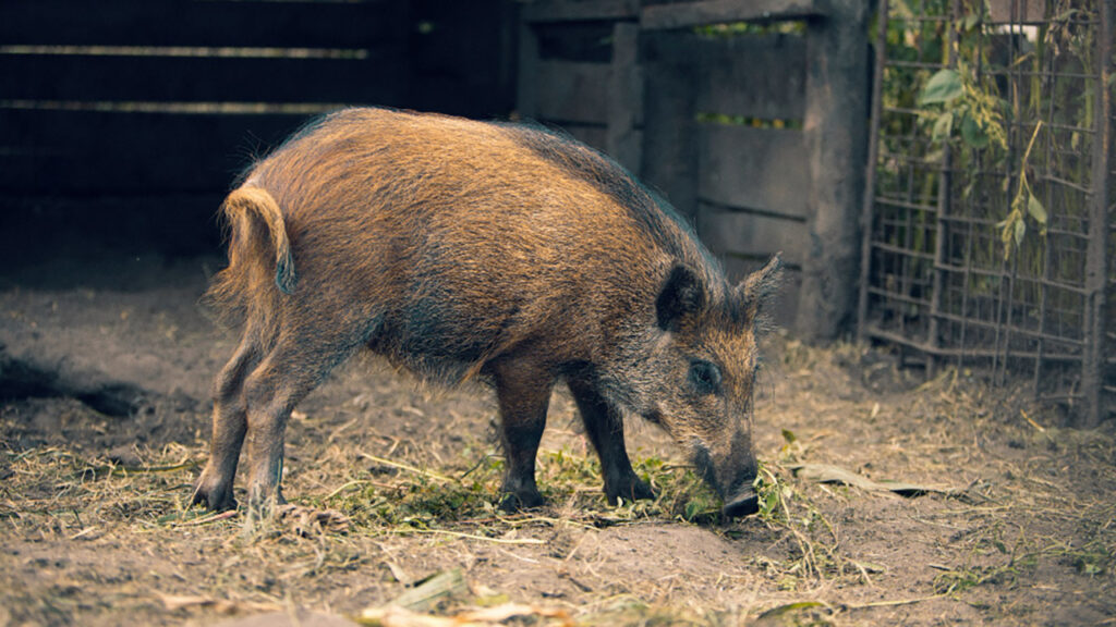 15 U.S. states where feral hog damage is starting to hit suburbs - The ...