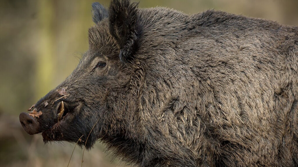 15 U.S. states where feral hog damage is starting to hit suburbs - The ...