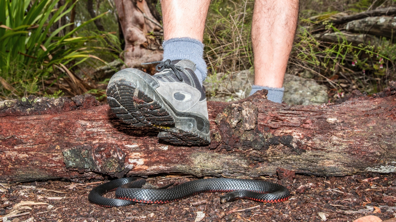 The most aggressive snakes you can stumble into on a normal hike - The ...