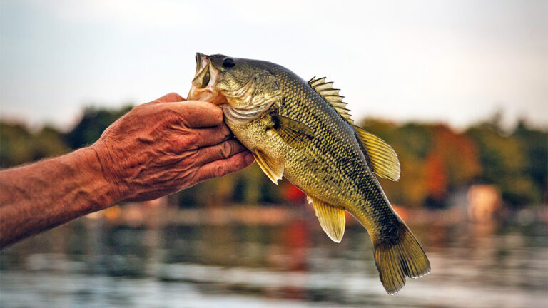 15 surprising facts about largemouth bass - The Avid Outdoorsman