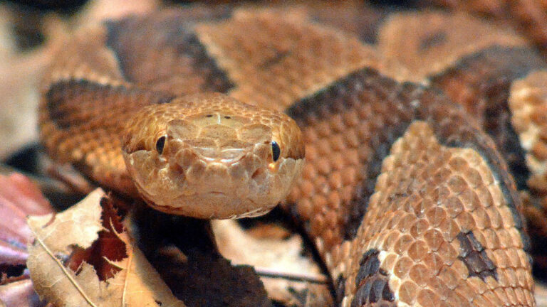 15 U.S. states where copperheads blend in so well people step on them ...