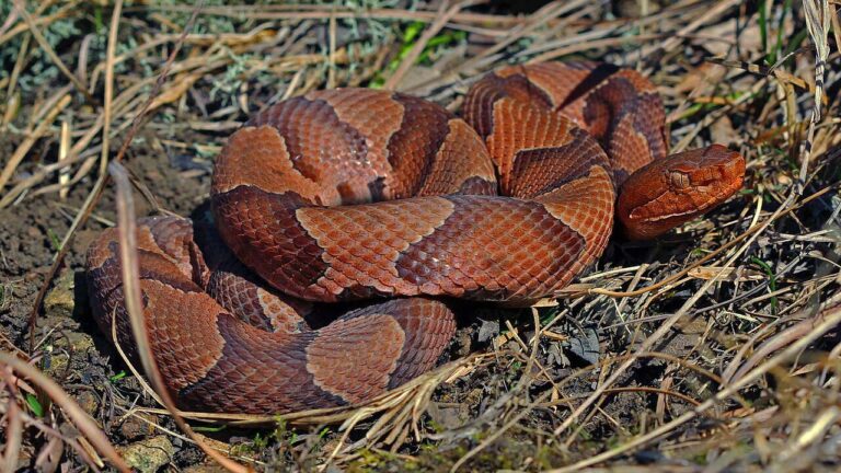 15 U.S. states where copperheads blend in so well people step on them ...