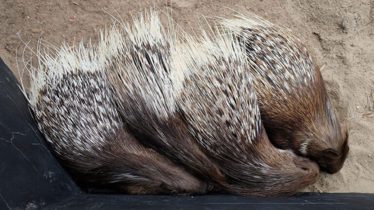 15 surprising facts about porcupines - The Avid Outdoorsman