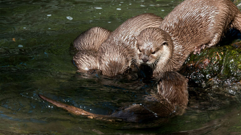 15 surprising facts about river otters - The Avid Outdoorsman