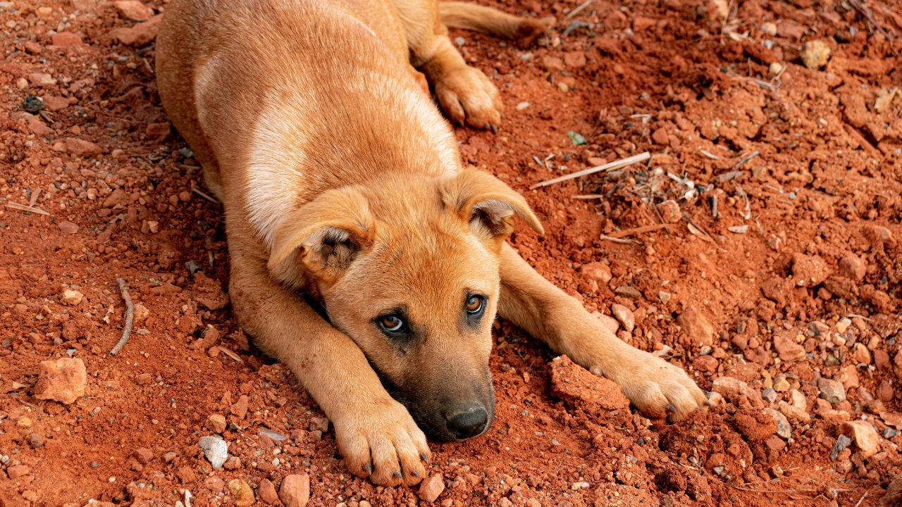 20 dog breeds that fewer people seem to want these days - The Avid ...