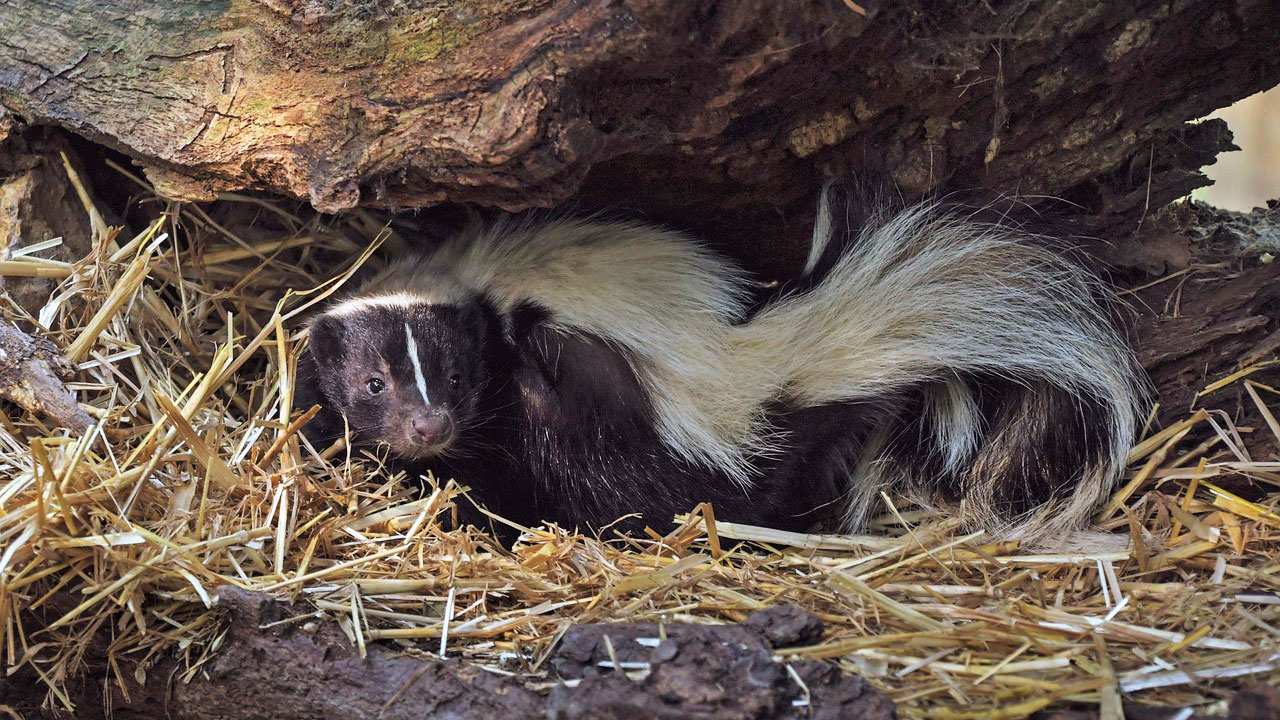15 surprising facts about skunks - The Avid Outdoorsman