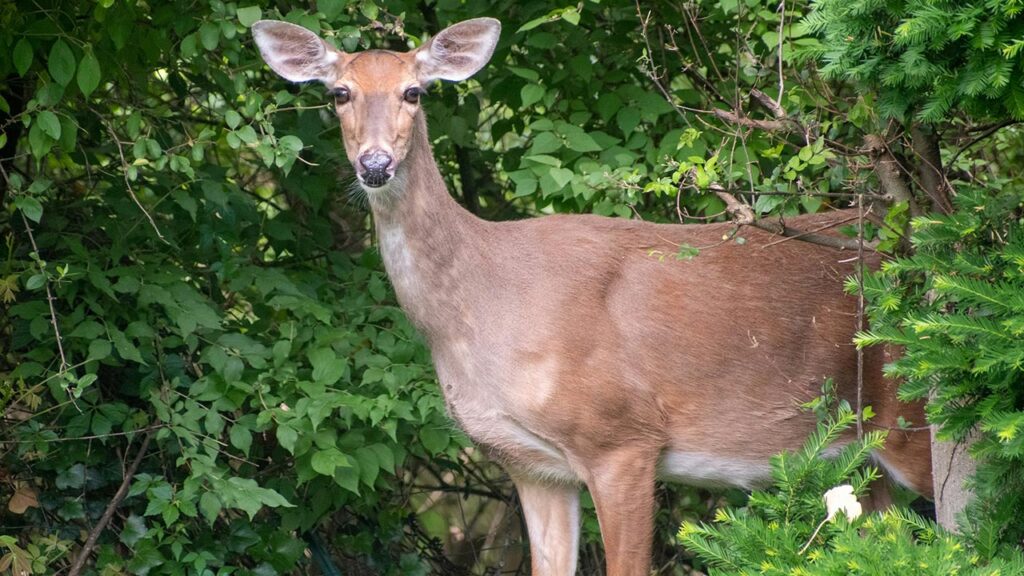 The states with the densest deer populations per square mile - The Avid ...
