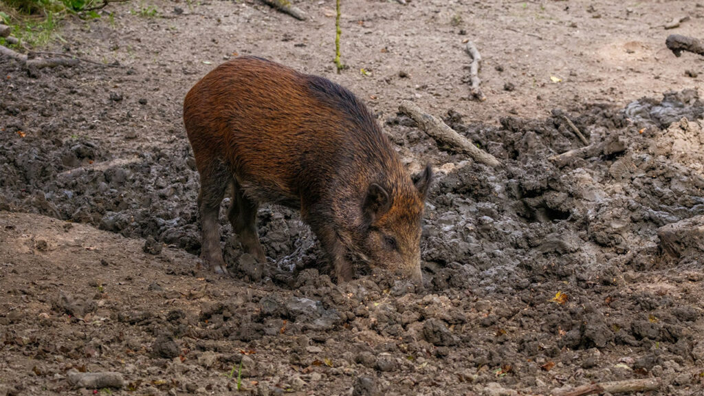 15 U.S. states where wild hog problems are getting harder to control ...