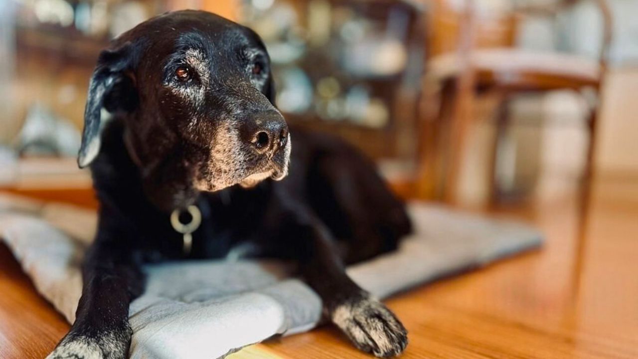 9 signs your dog is aging faster than you think - The Avid Outdoorsman