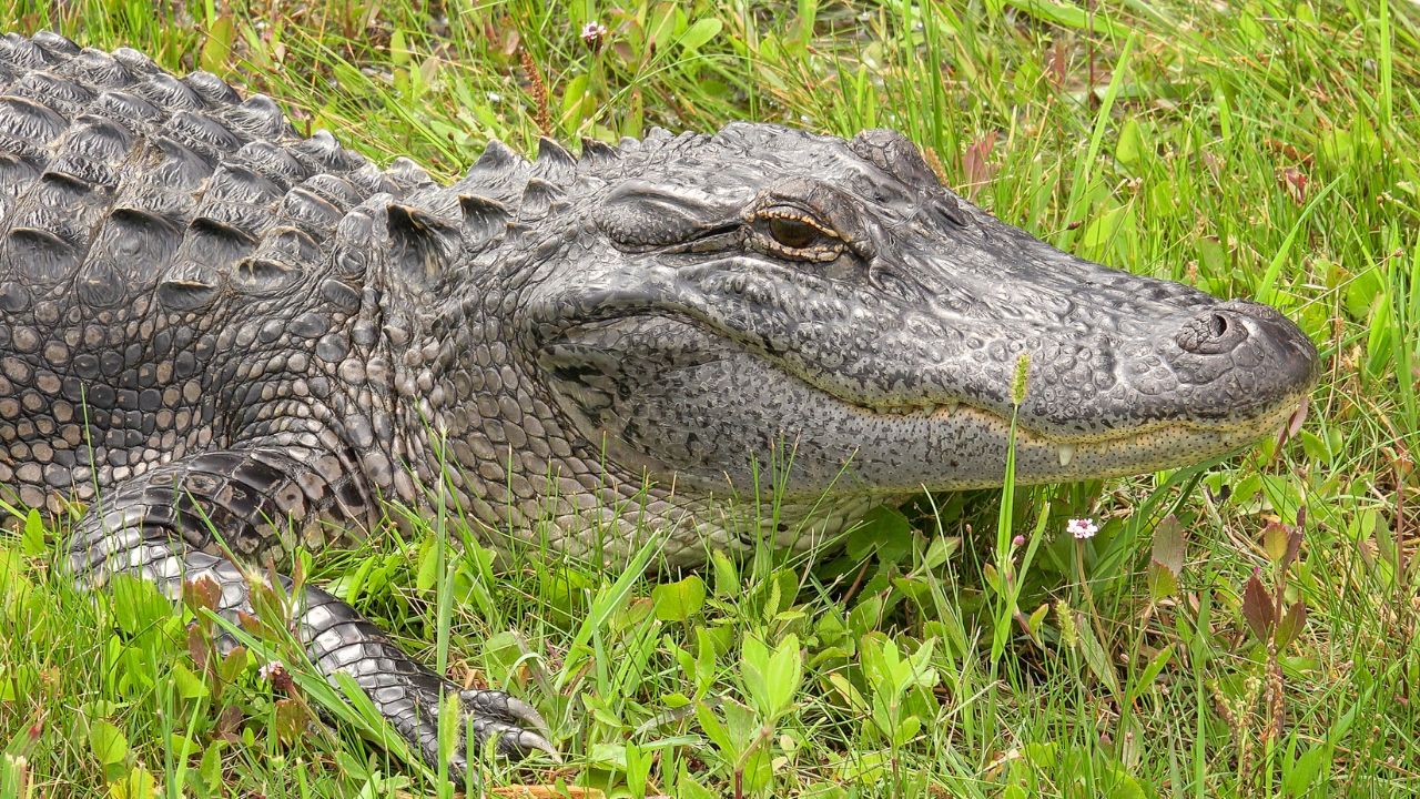 The backyard spots where gators keep turning up when people least ...