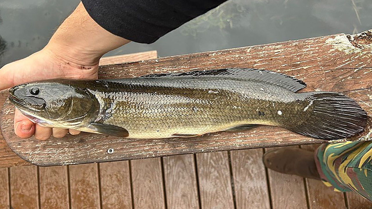 15 surprising facts about bowfin - The Avid Outdoorsman