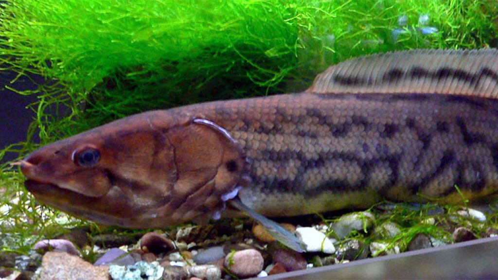 15 surprising facts about bowfin - The Avid Outdoorsman