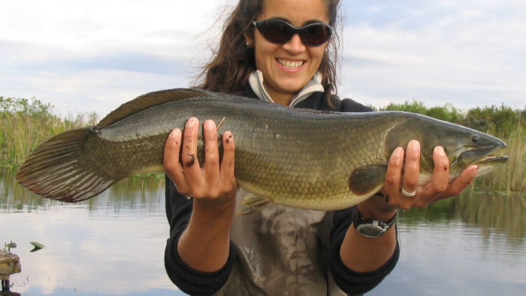 15 surprising facts about bowfin - The Avid Outdoorsman