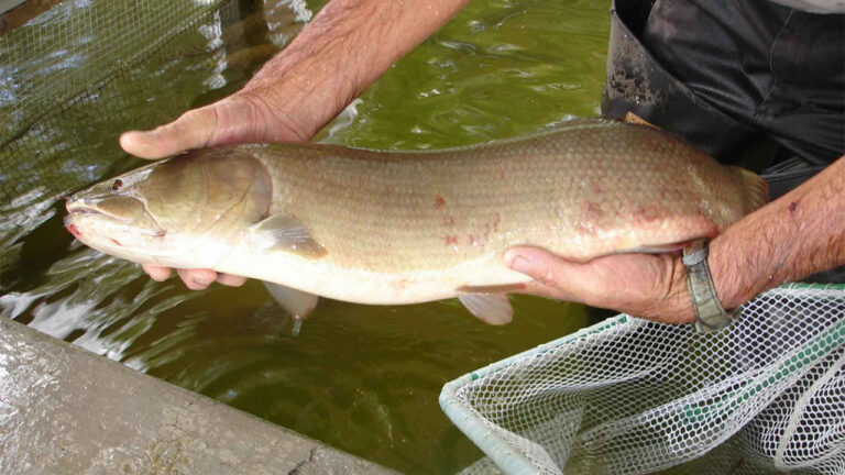 15 surprising facts about bowfin - The Avid Outdoorsman