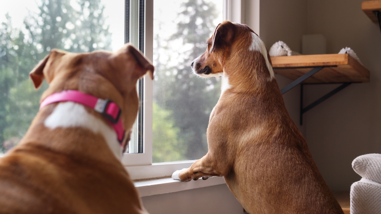 Why your dog keeps checking the same spot over and over - The Avid ...