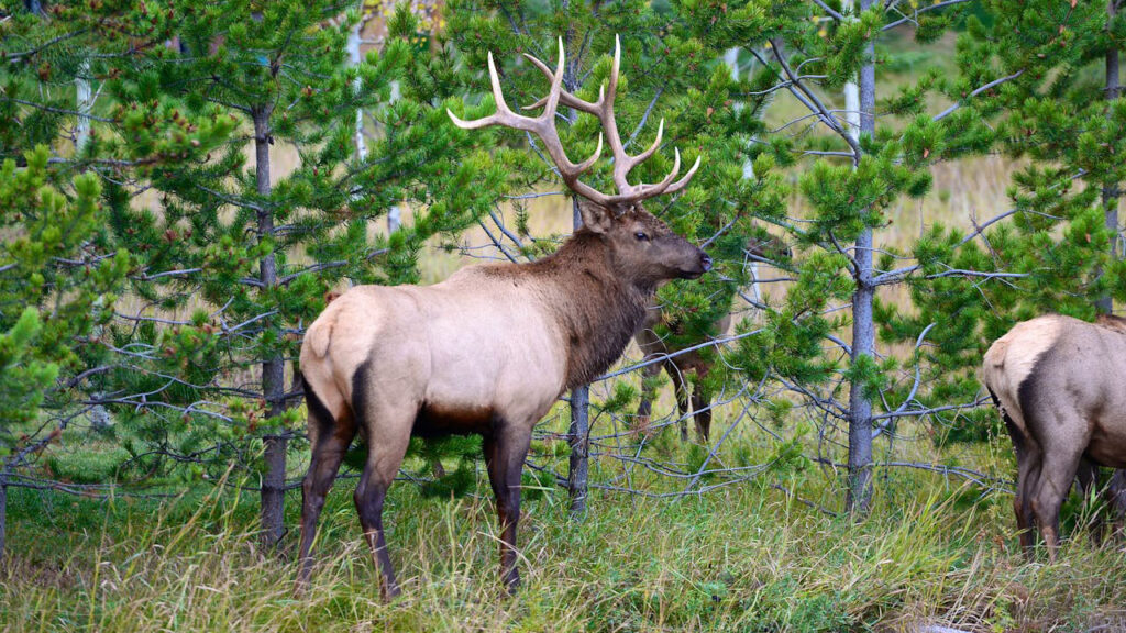 15 U.S. states where elk hunting is getting harder to draw and harder ...