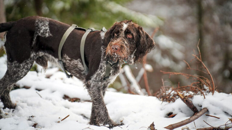 20 working dog breeds that still earn their keep - The Avid Outdoorsman