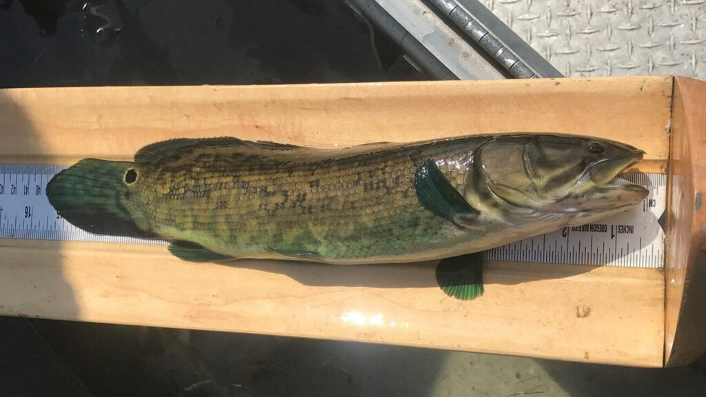 15 surprising facts about bowfin - The Avid Outdoorsman