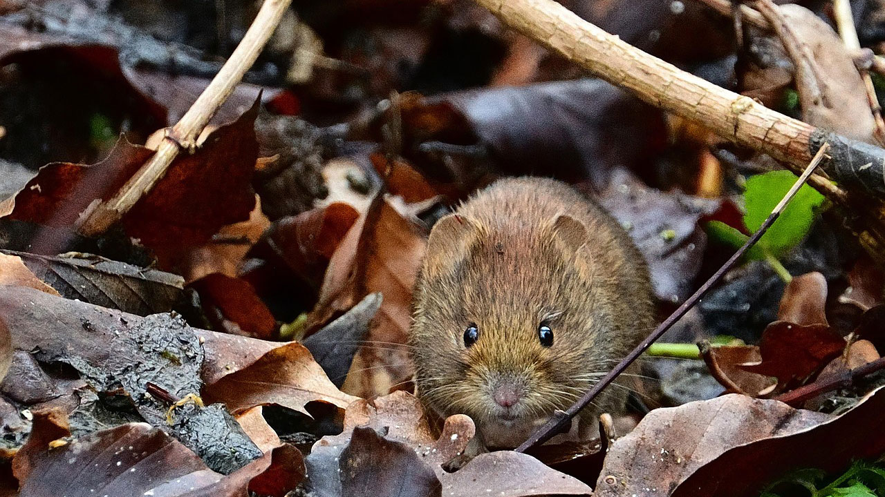 15 animals that will tear up a garden, pasture, or feed area in no time ...