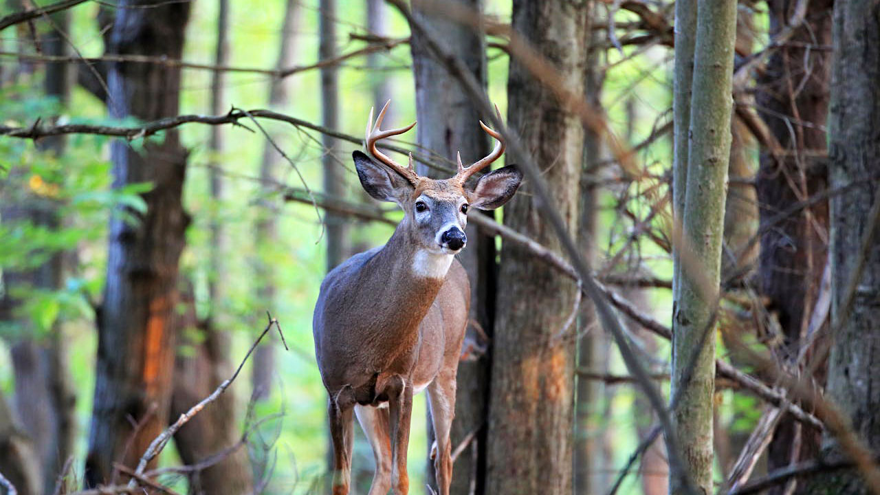 15 U.S. states where deer numbers are high but hunting is harder than ...