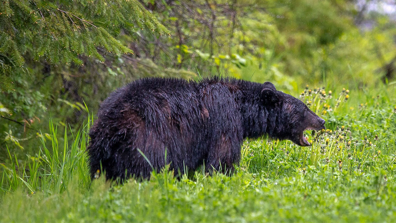 15 states where bear-human conflicts are most common - The Avid Outdoorsman