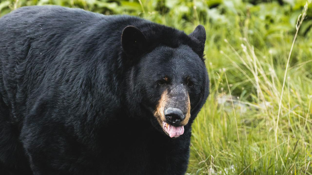 15 U.S. states where black bears are causing more trouble for ...